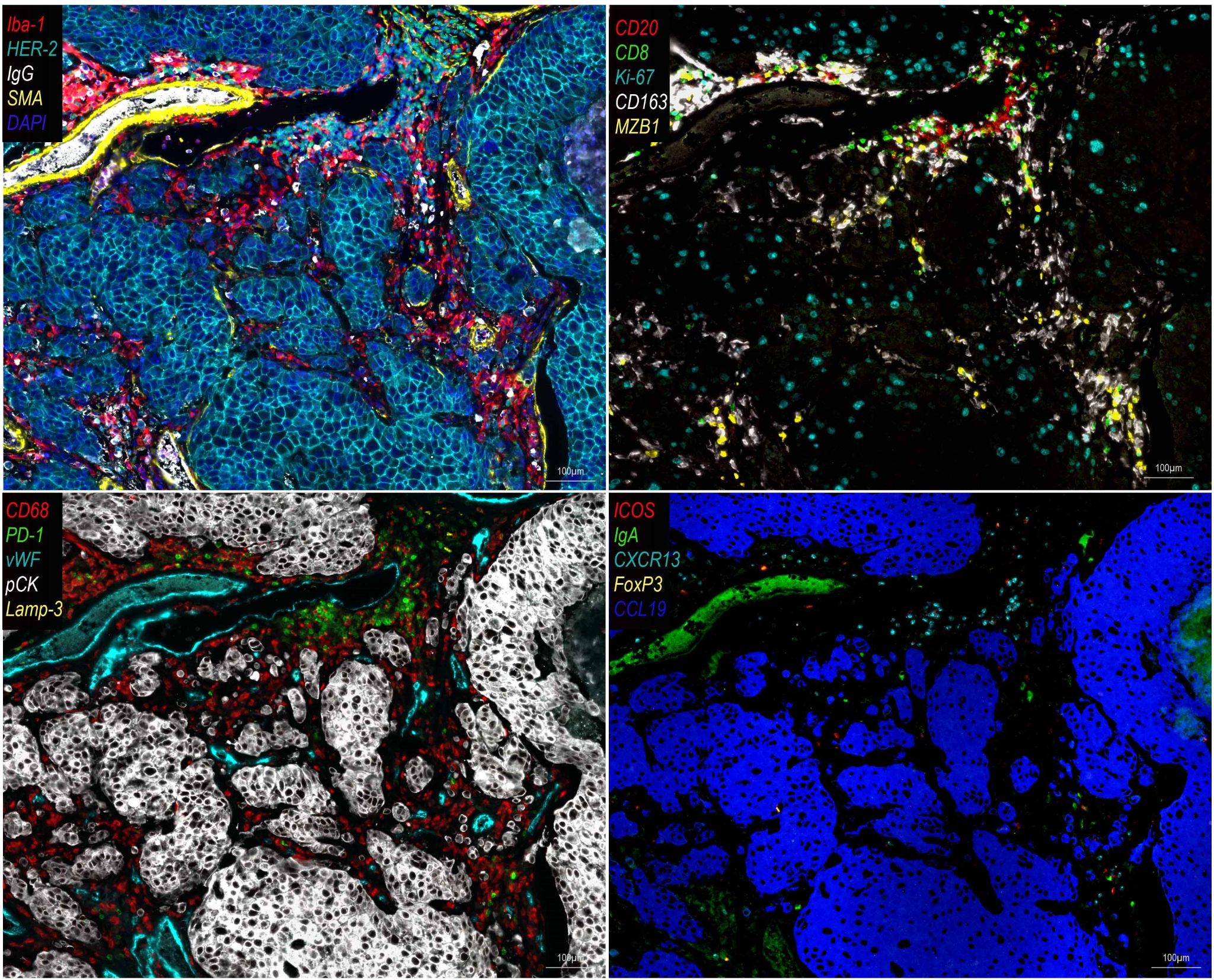 Spatial Biology Lab @ Edinger Institut :: DKTK